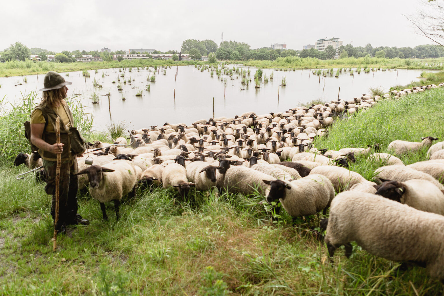 Reportage: Schaapsherder in beeld - Businessfotos.nl by Jorik Algra